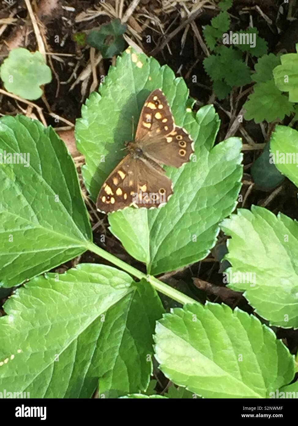Butterfly brown hi-res stock photography and images - Alamy