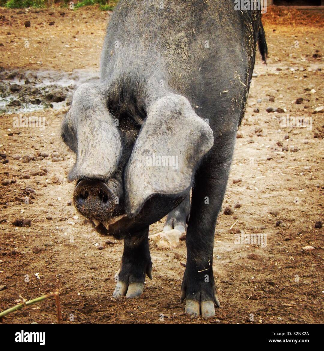 A black pig at Hatfield house farm Stock Photo - Alamy