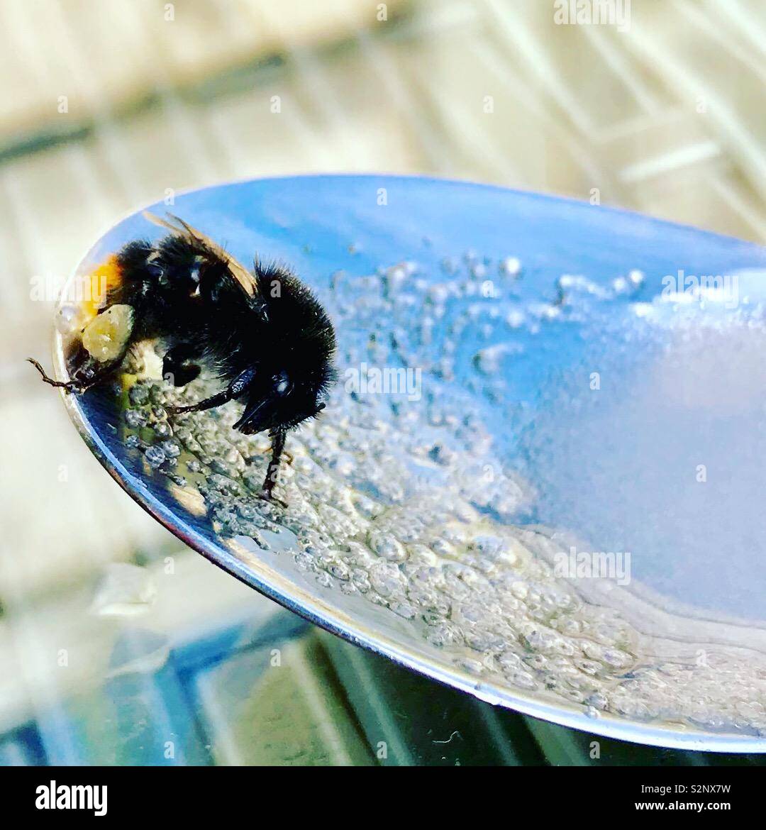 Busy with insects hi-res stock photography and images - Alamy