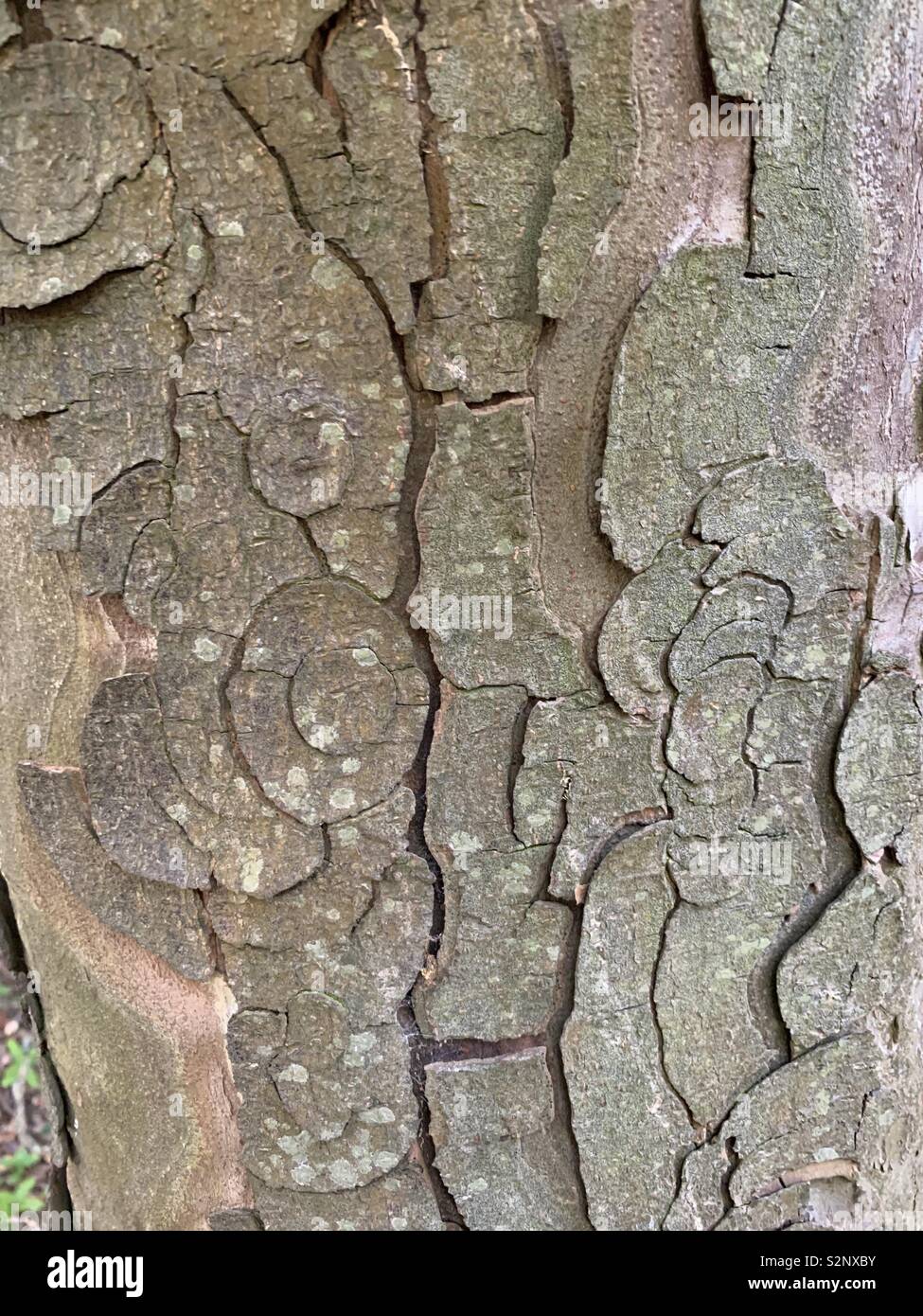 Round bark hi-res stock photography and images - Alamy