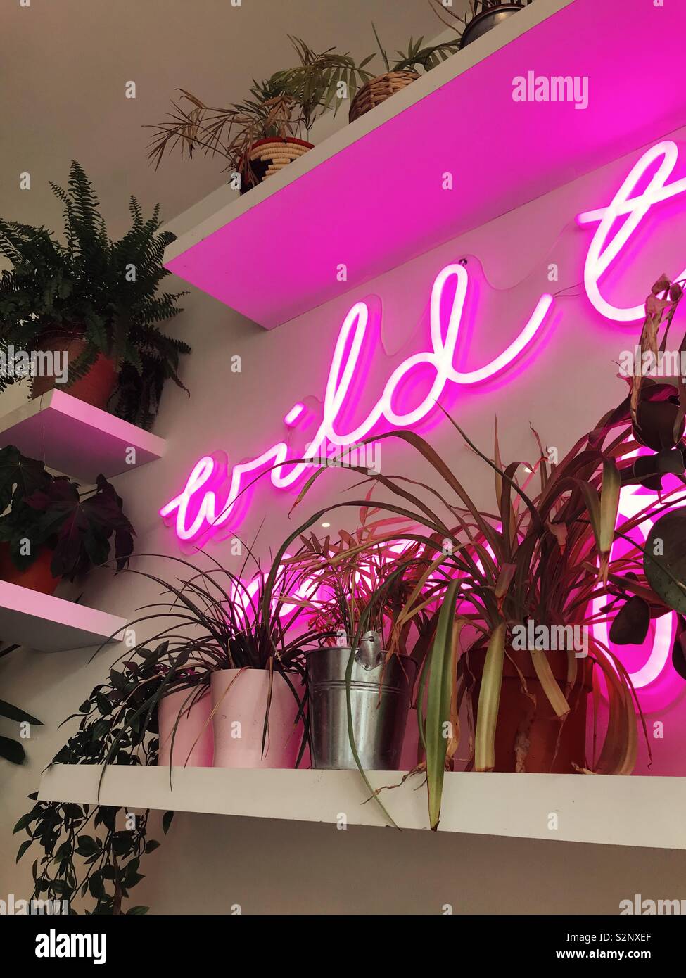 Neon wild with plants Stock Photo - Alamy