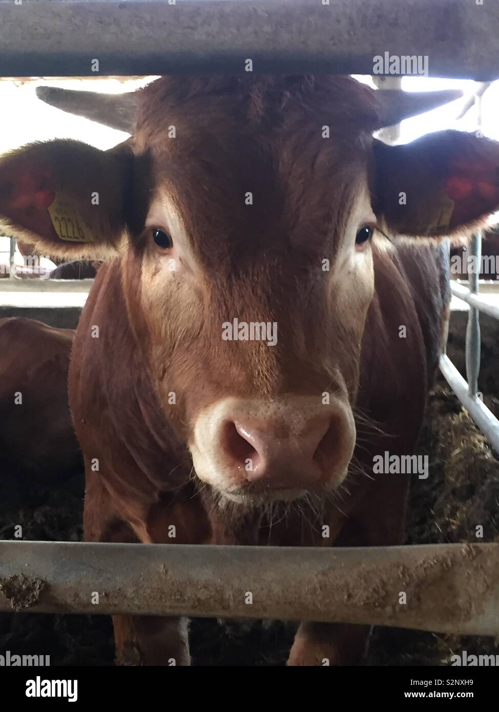 Animali mon amout Stock Photo - Alamy