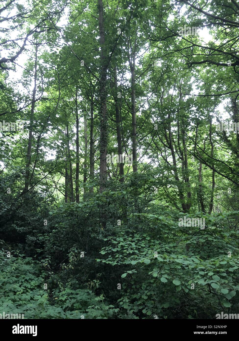 Hint of trees hi-res stock photography and images - Alamy