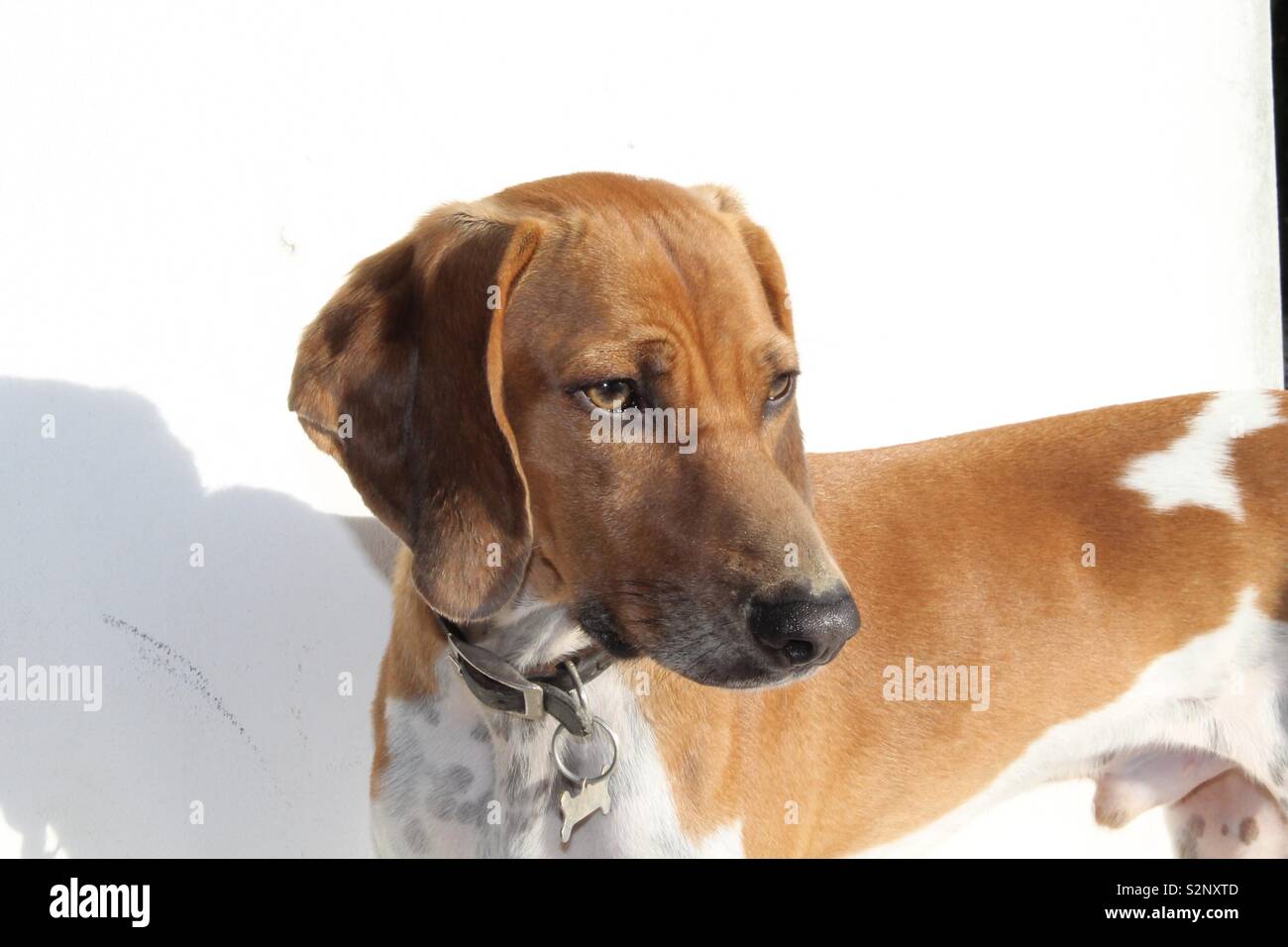 Brian the brown Stock Photo - Alamy