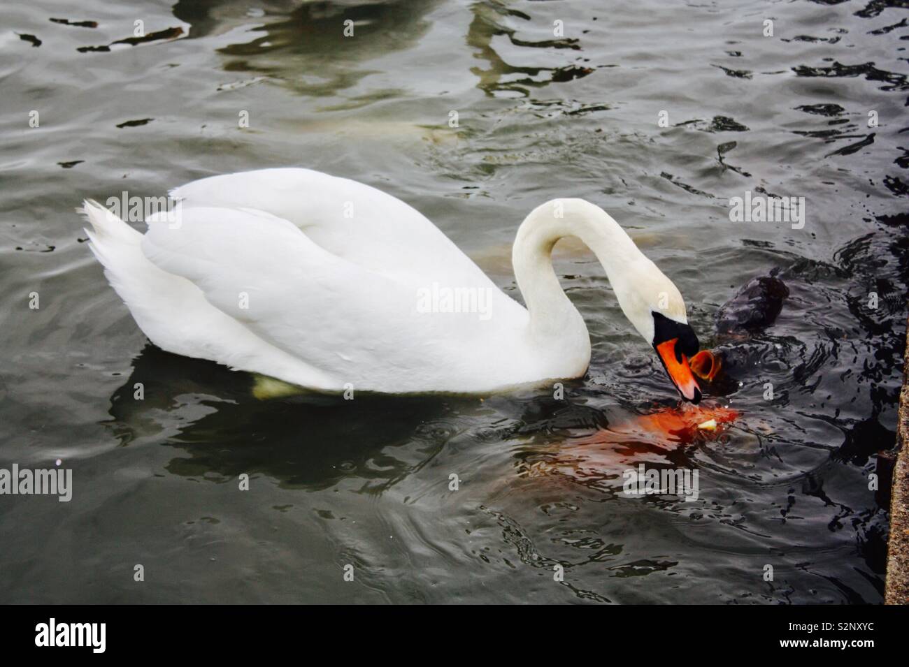 Swan 🦢 fishing in the lake - Kew Gardens, London Stock Photo - Alamy