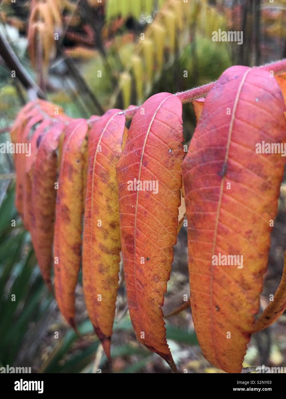 Leaves in a row hi-res stock photography and images - Alamy