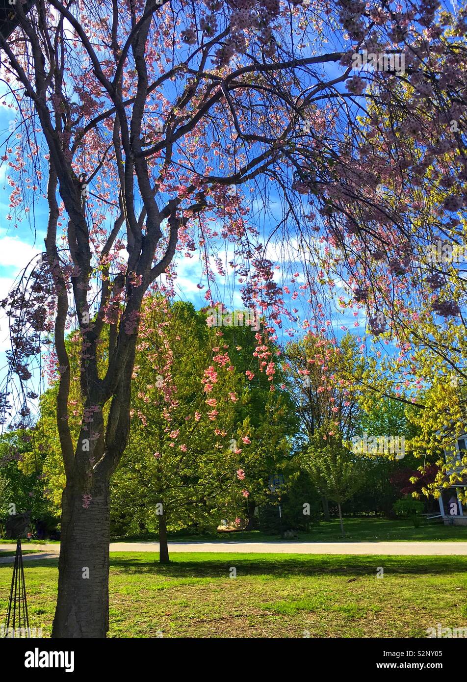 Willowy High Resolution Stock Photography and Images - Alamy