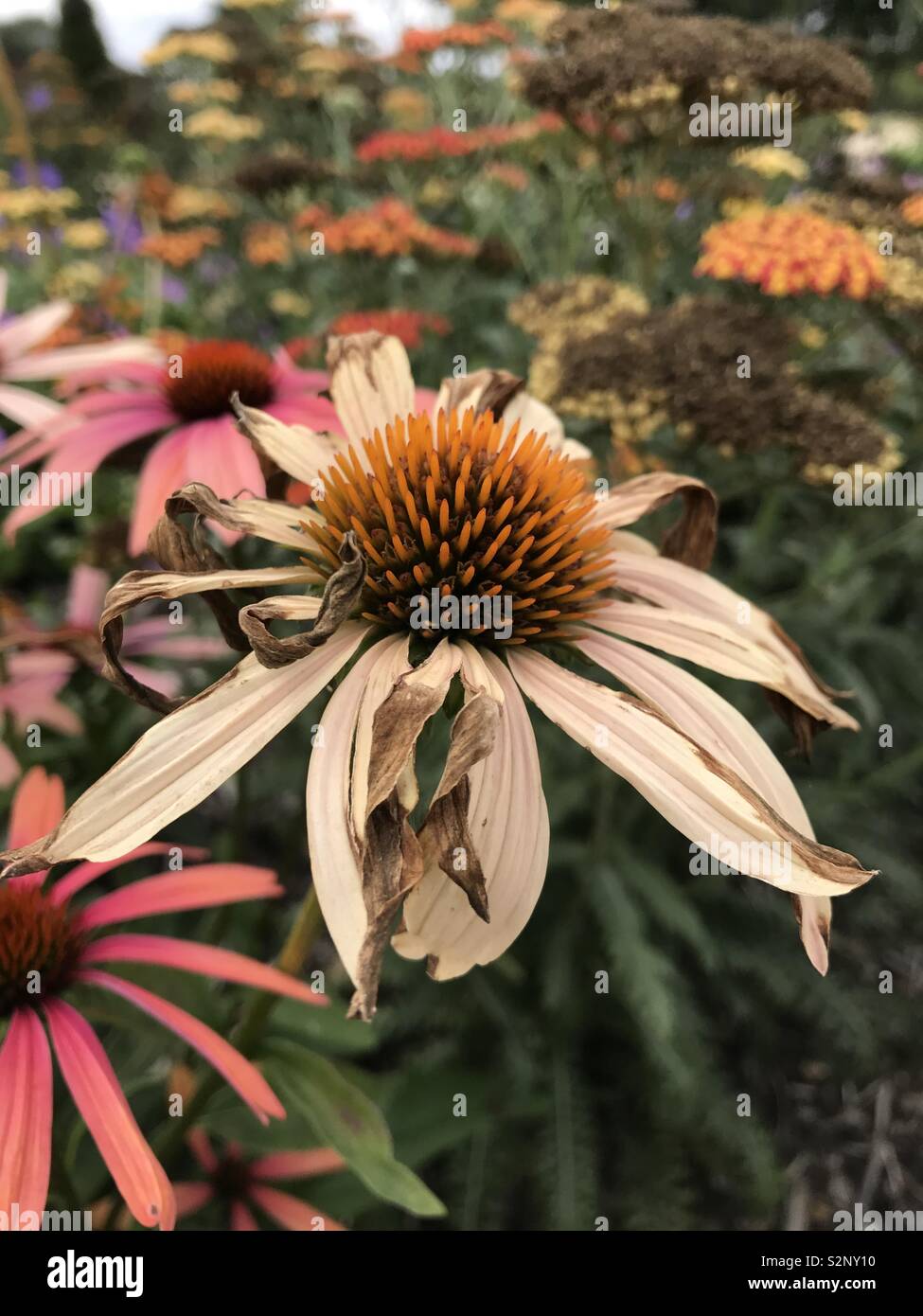 Dead daisy hi-res stock photography and images - Alamy
