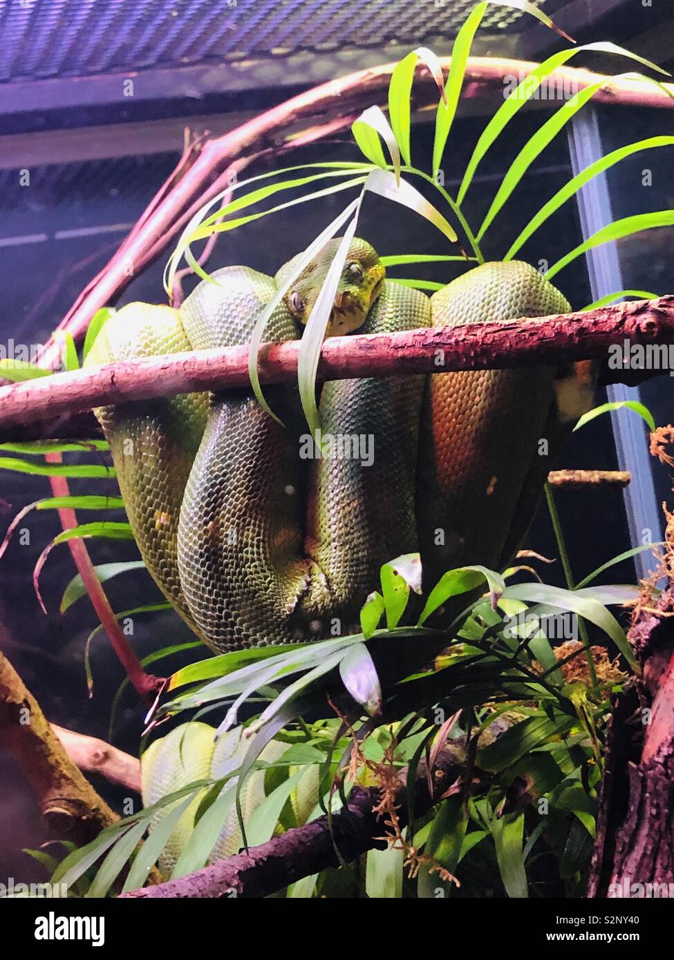 Snake zoo hi-res stock photography and images - Alamy