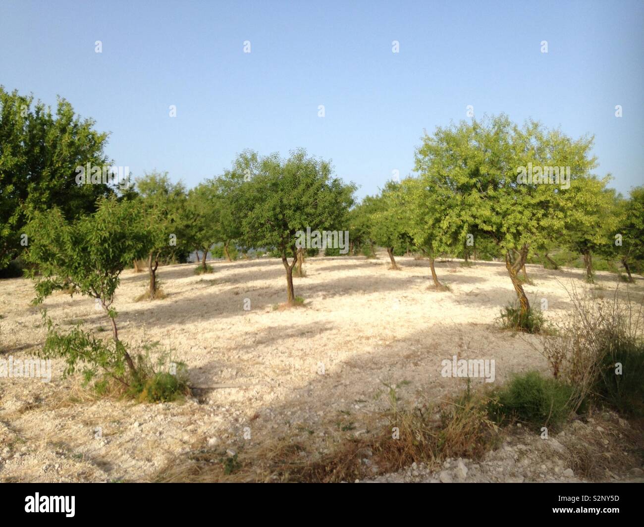 Almond Grove High Resolution Stock Photography and Images - Alamy