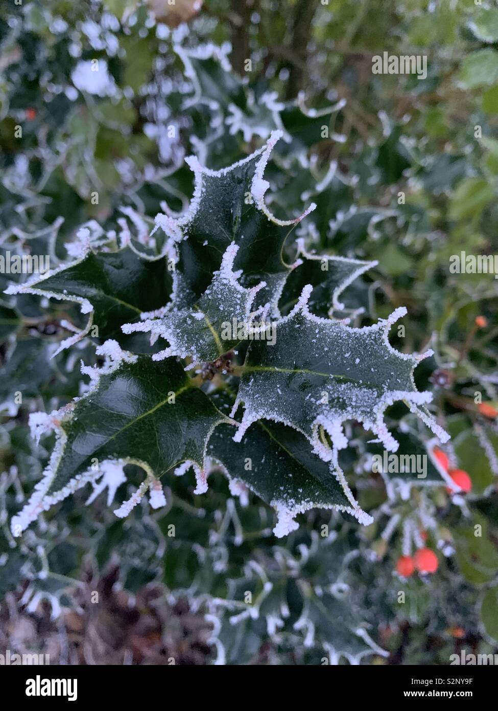 Frosted Holly High Resolution Stock Photography and Images - Alamy