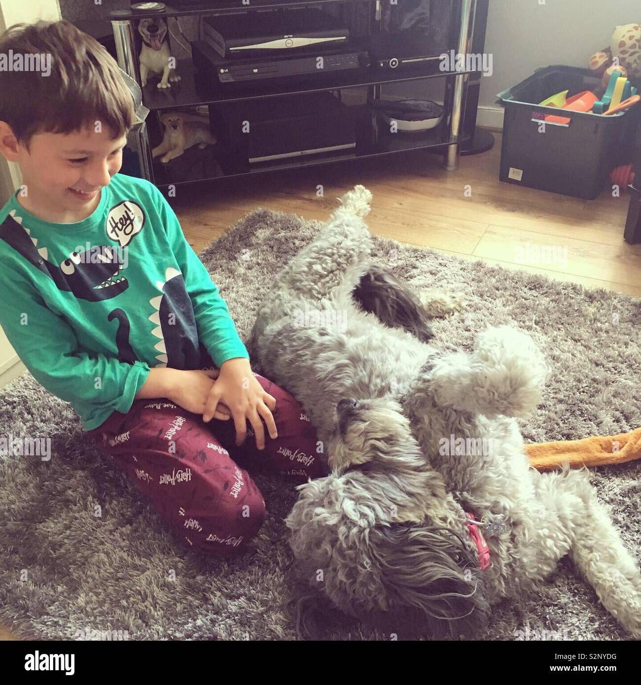 Dog belly rub hi-res stock photography and images - Alamy