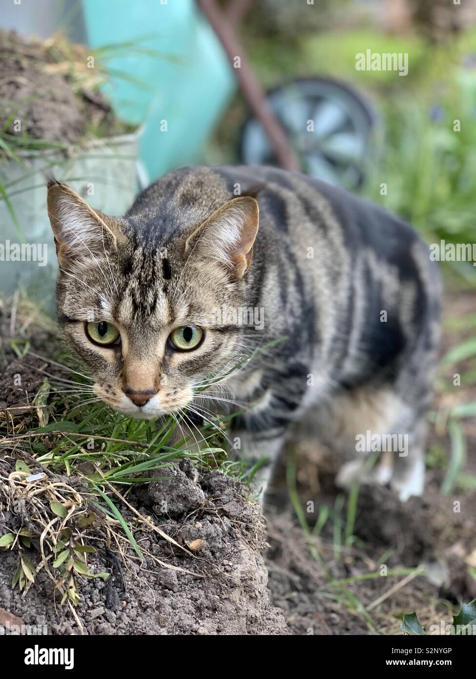 Cat stalking hi-res stock photography and images - Alamy