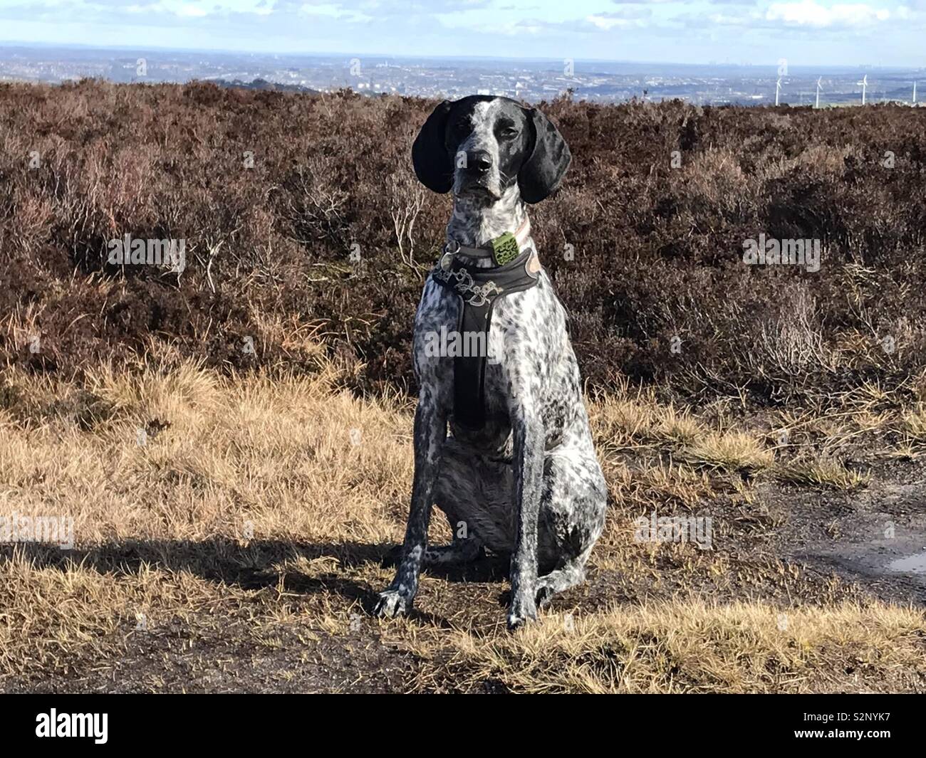 Dog on moor Stock Photo - Alamy