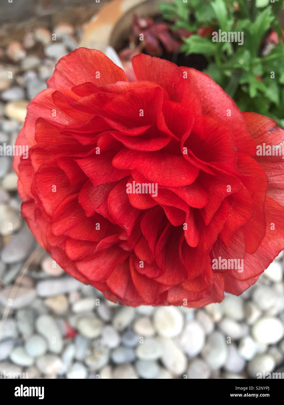 Scarlett red hi-res stock photography and images - Alamy