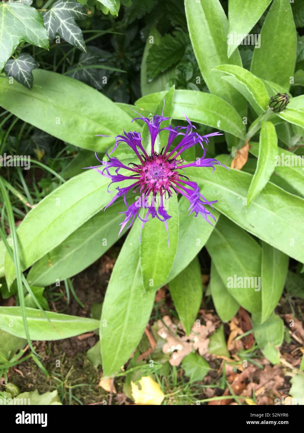 Wispy Flower High Resolution Stock Photography and Images - Alamy