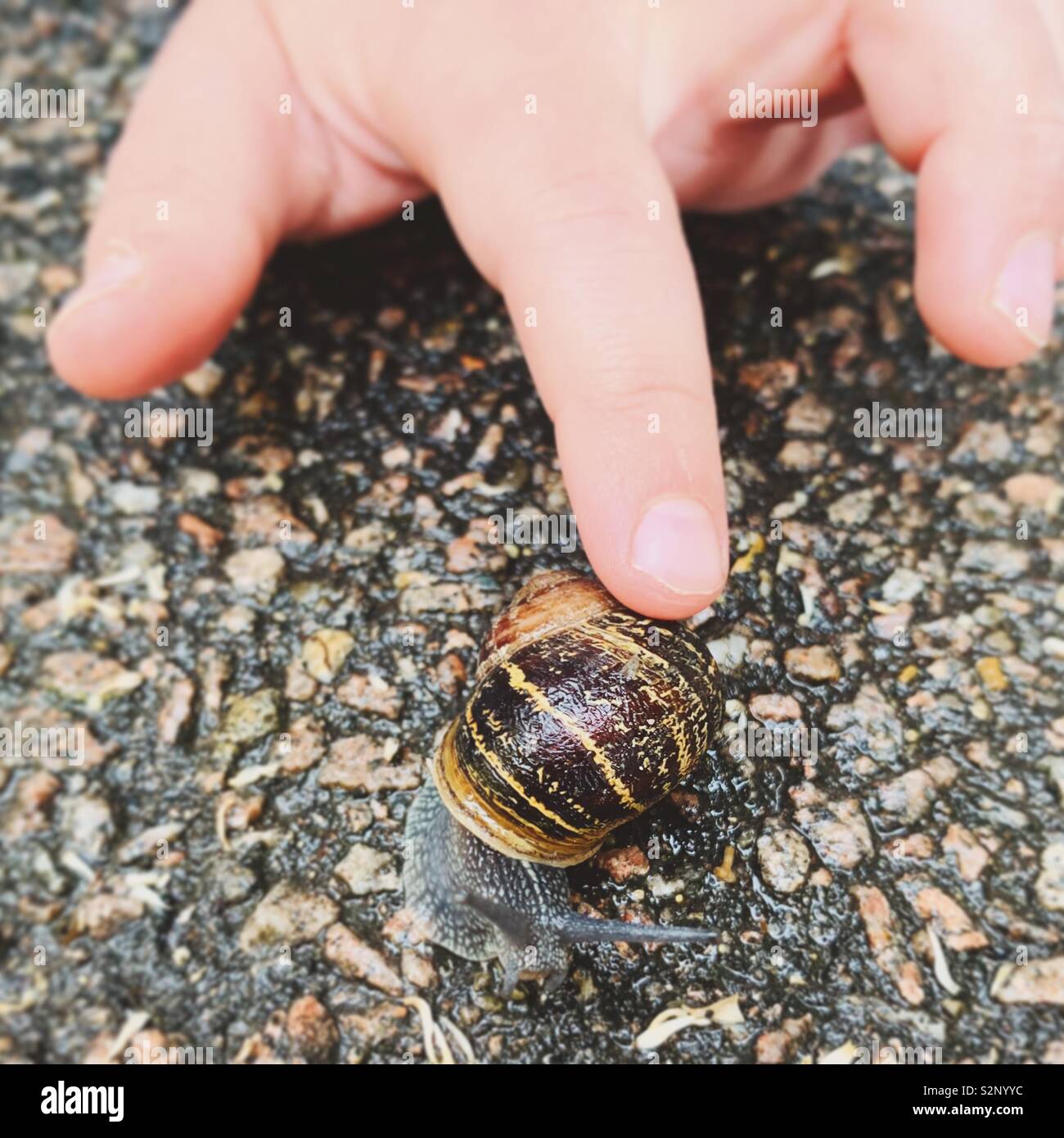 Touching a Snail Stock Photo - Alamy