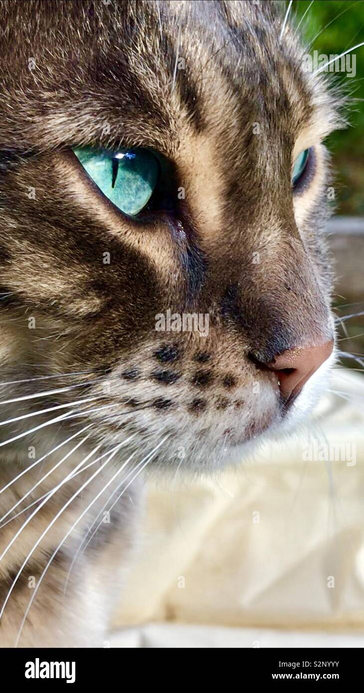 Stunning blue eyes hi-res stock photography and images - Alamy