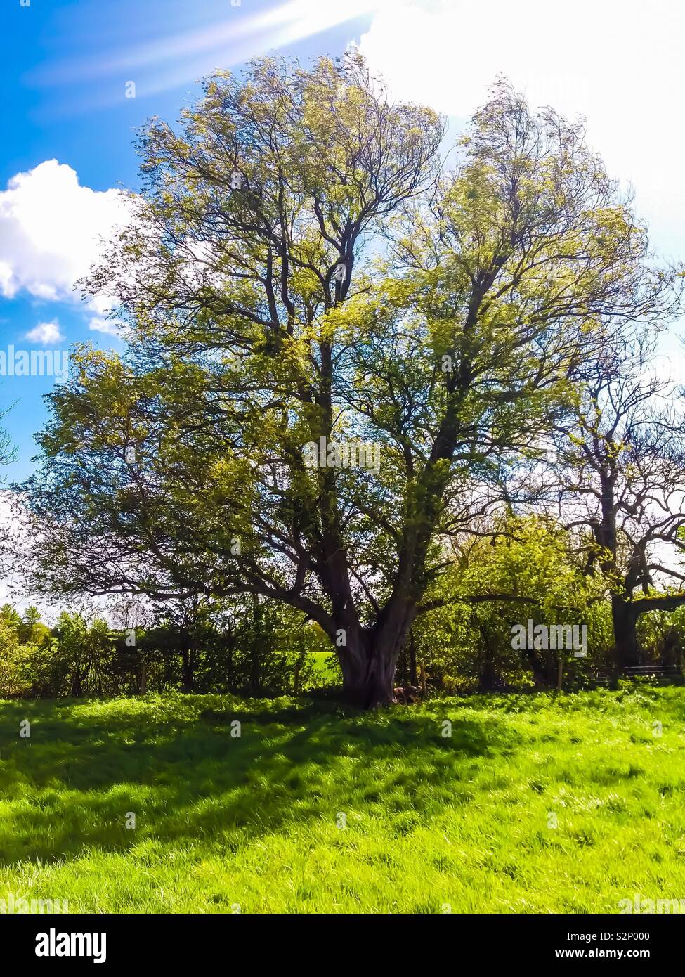 Huge Oak Tree High Resolution Stock Photography and Images - Alamy