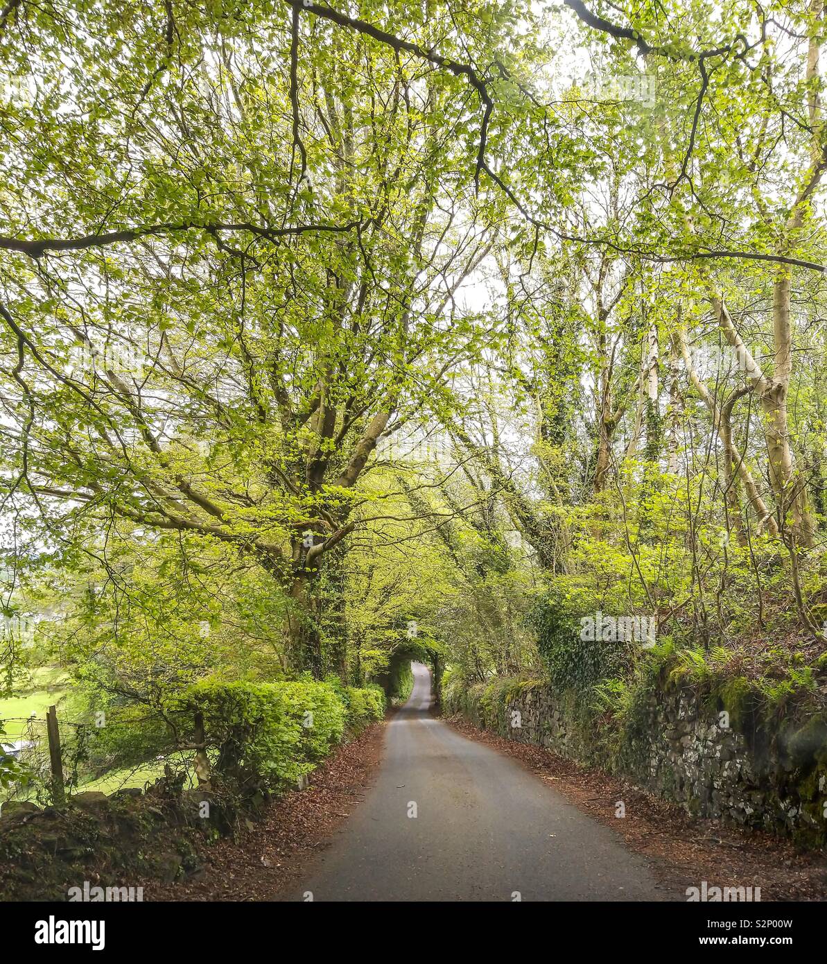 Wooded lane hi-res stock photography and images - Alamy