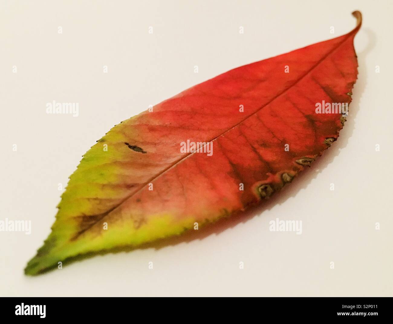 Colourful leaf hi-res stock photography and images - Alamy