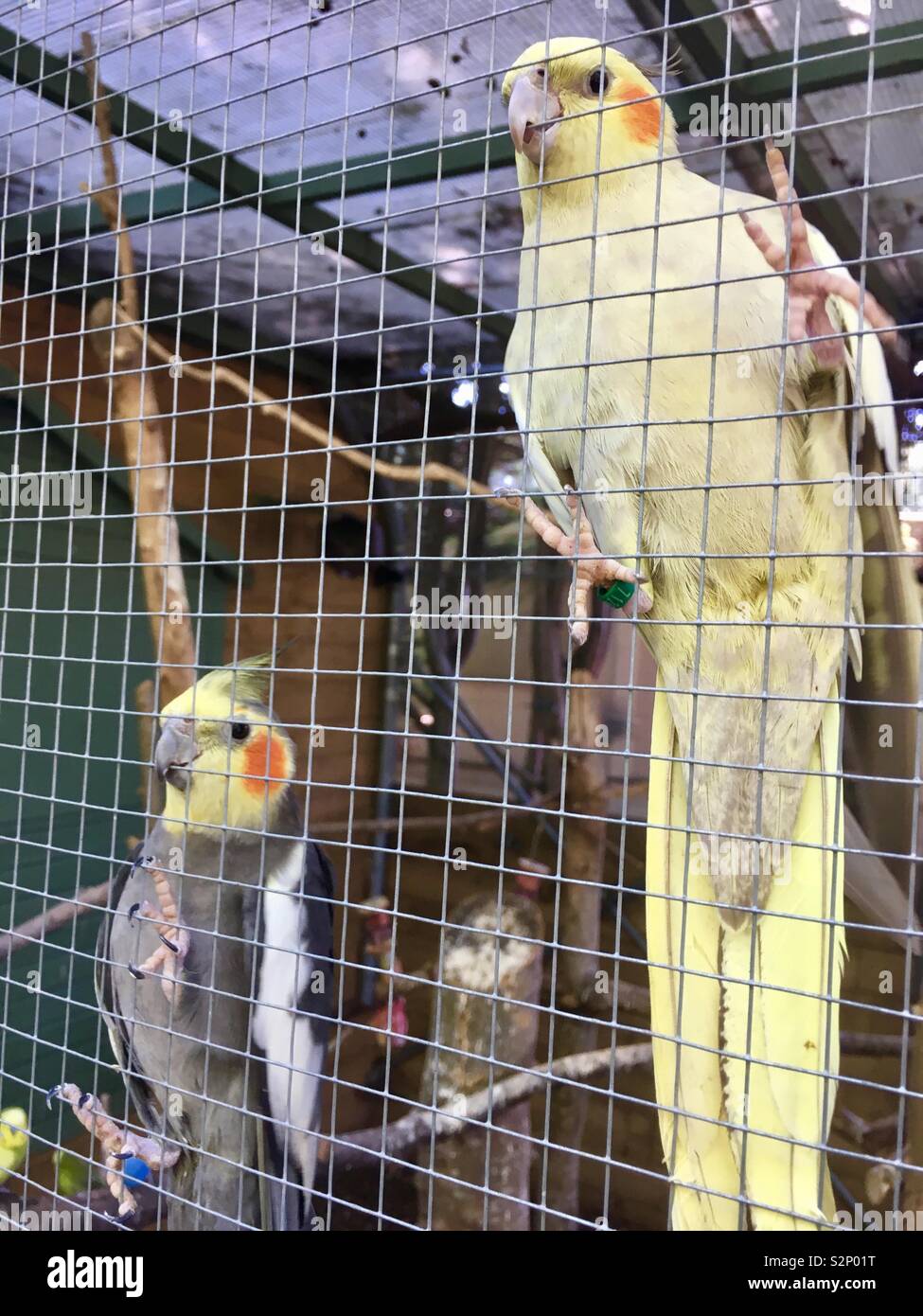 Birds up close Stock Photo - Alamy