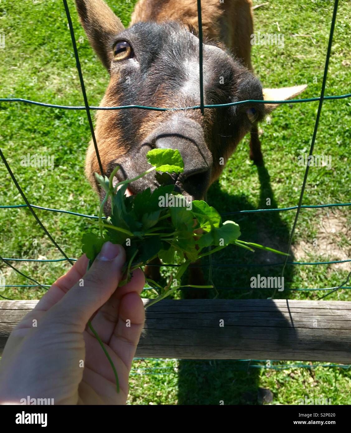 Feeding a goat Stock Photo - Alamy