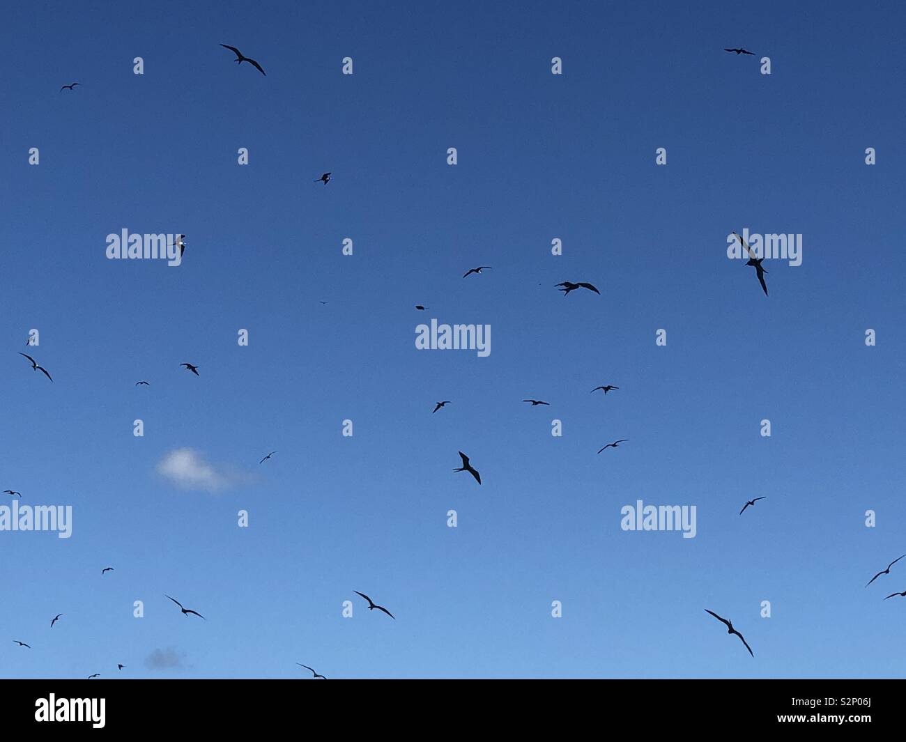 Birds native hi-res stock photography and images - Alamy