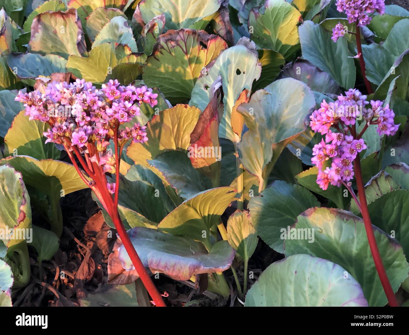 Gander flower hi-res stock photography and images - Alamy