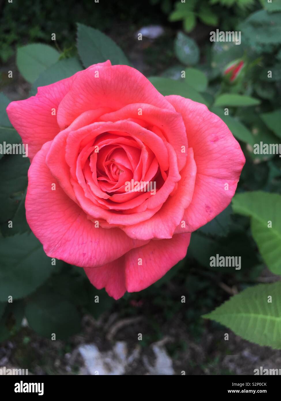 My favorite rose Stock Photo - Alamy