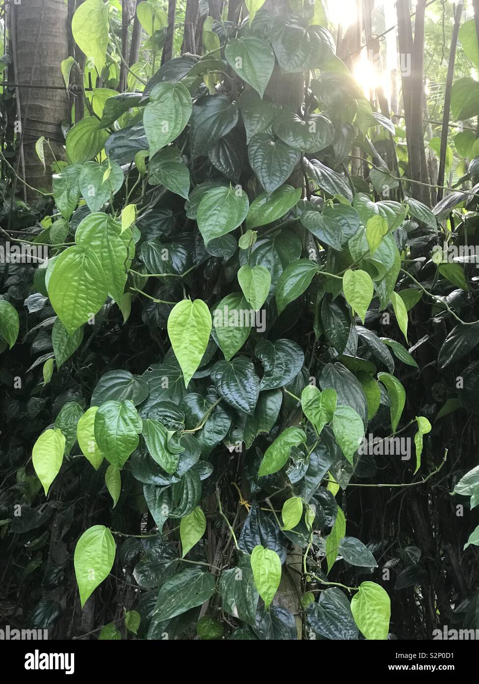 Betel leaf hi-res stock photography and images - Alamy