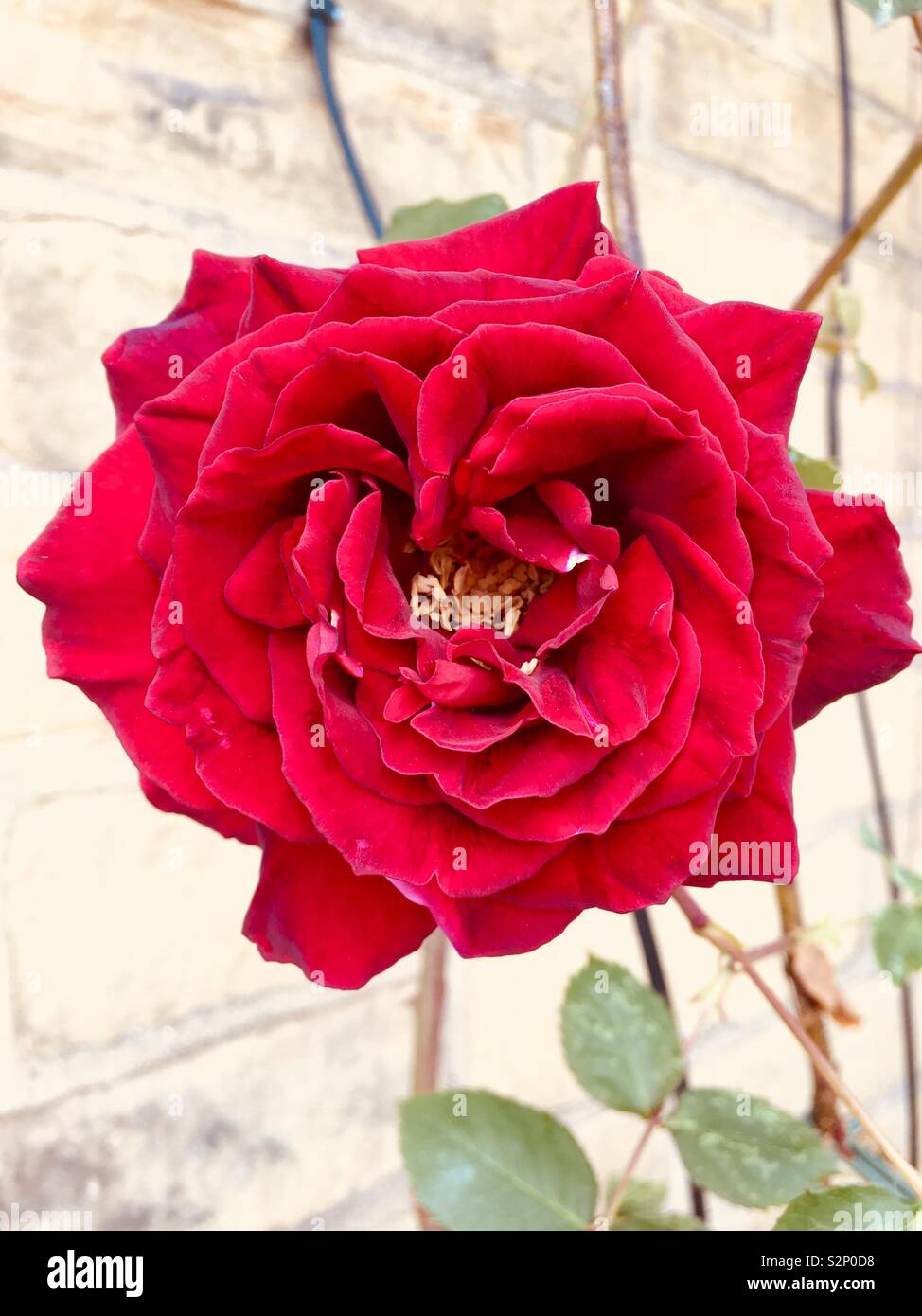 Beautiful red rose. Part of a 20ft climber Stock Photo - Alamy