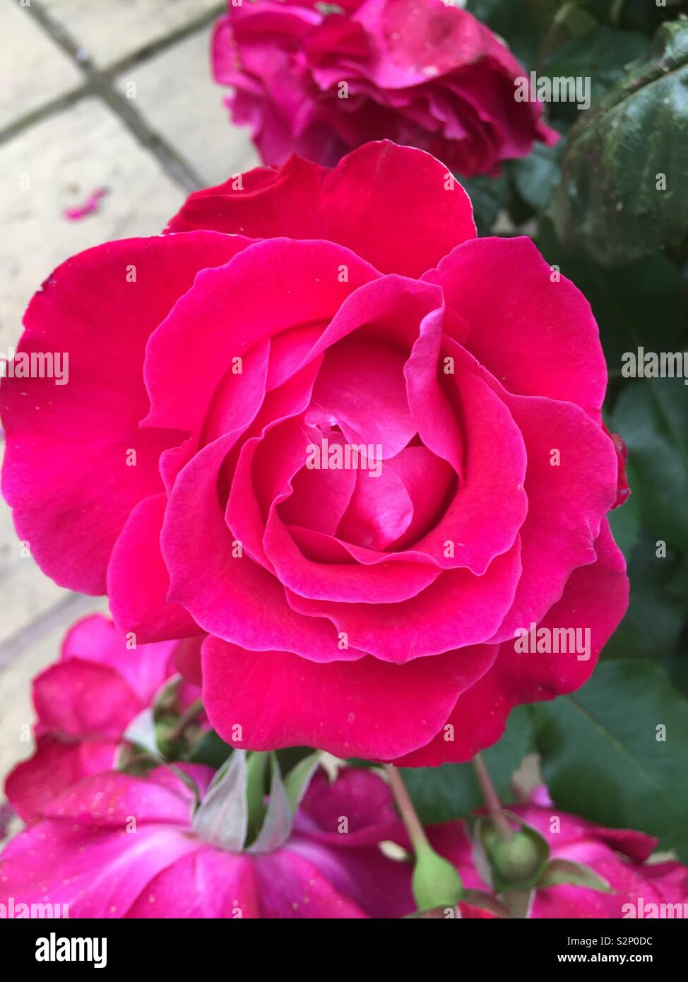 Best Red English Rose at Margaret Rice blog