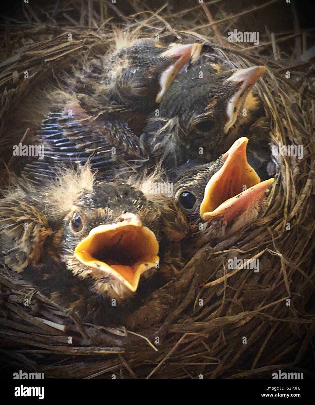 Newborn Baby Robins