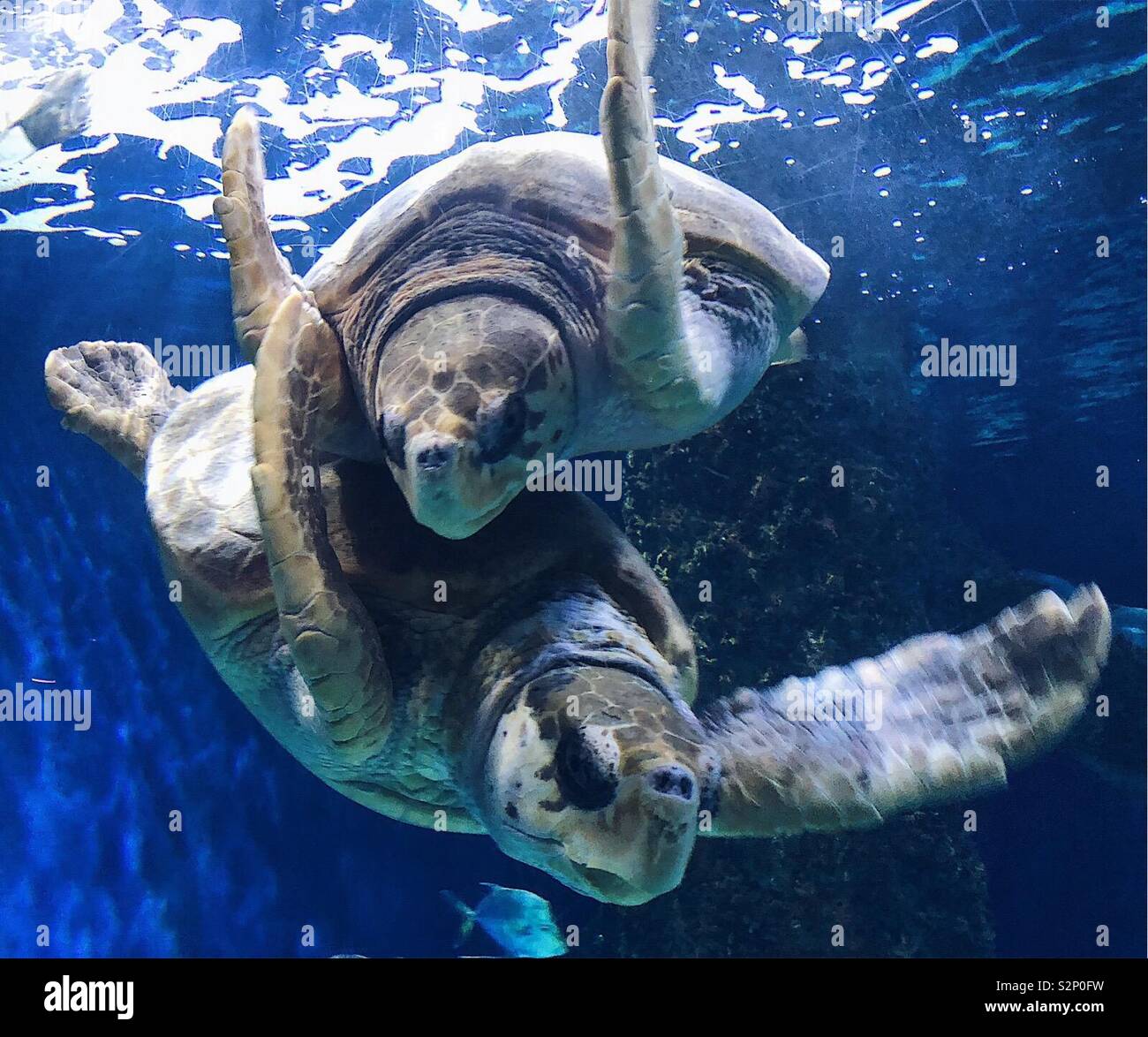 Two Sea Turtles Stock Photo - Alamy