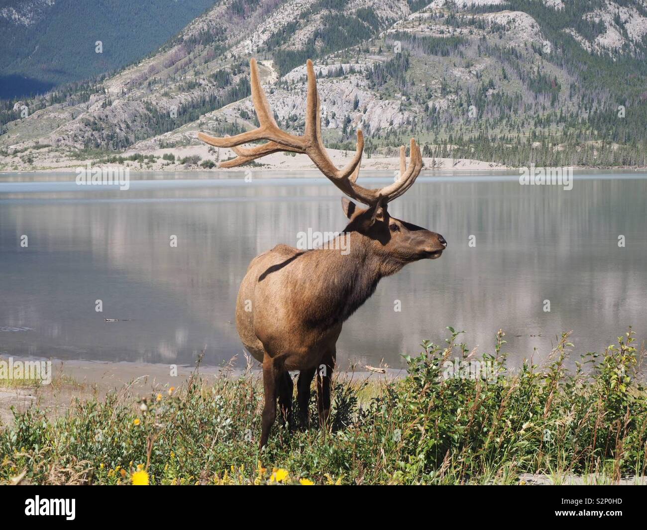 Canadian deer hi-res stock photography and images - Alamy