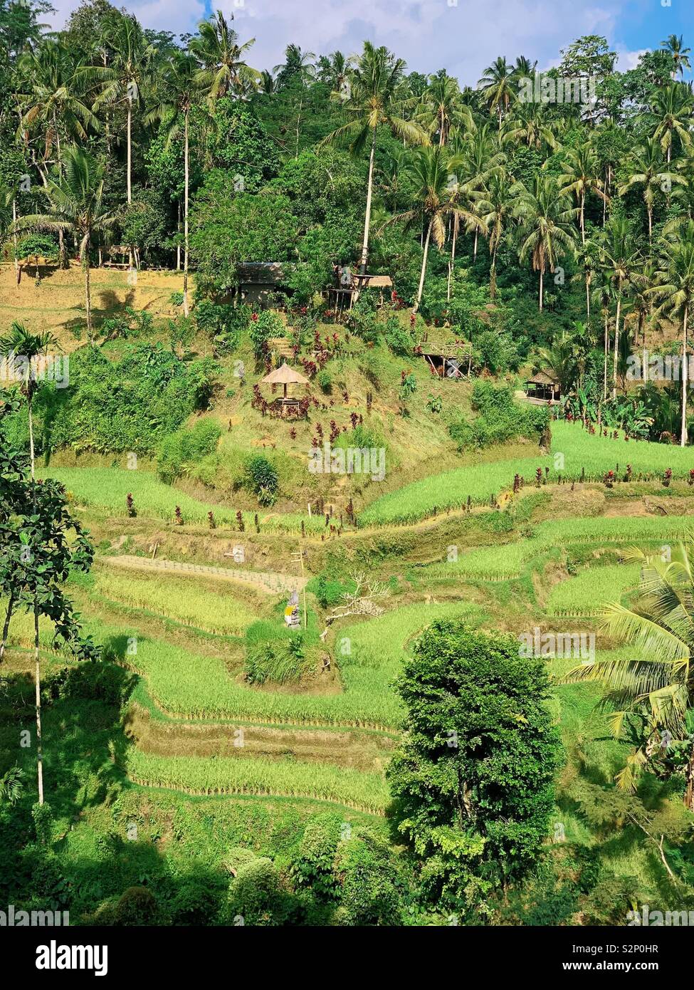 Hillside rice terraces in Bali Indonesia Stock Photo - Alamy