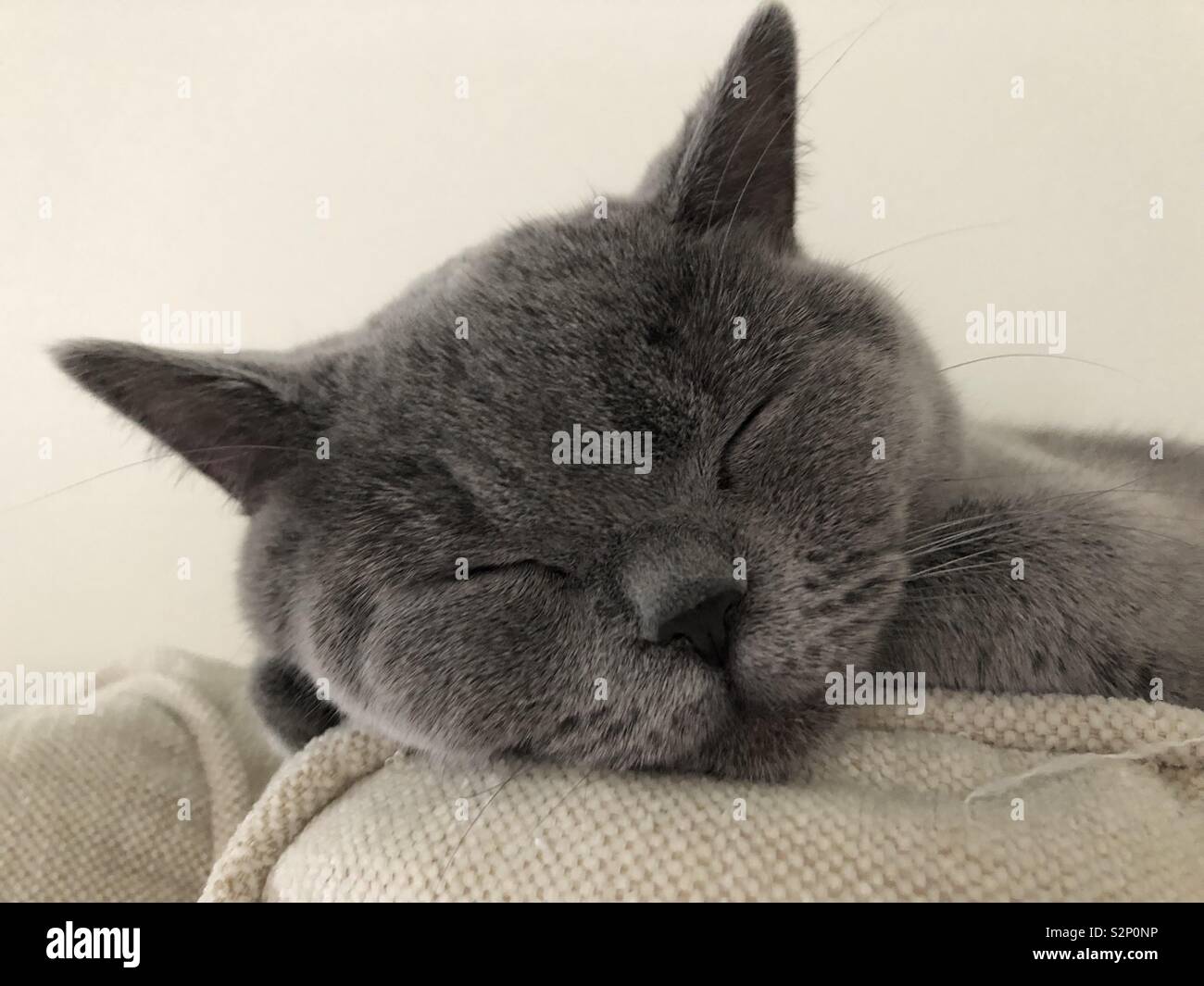 My little Elsa snoozing Stock Photo - Alamy
