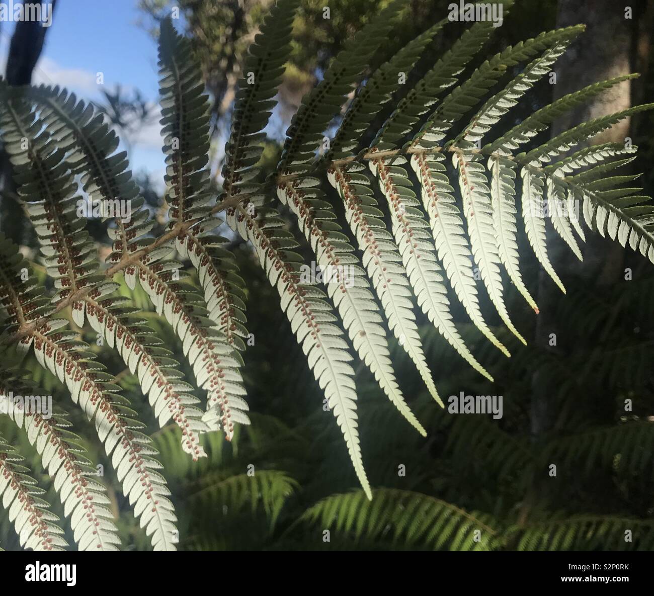 Silver fern hi-res stock photography and images - Alamy