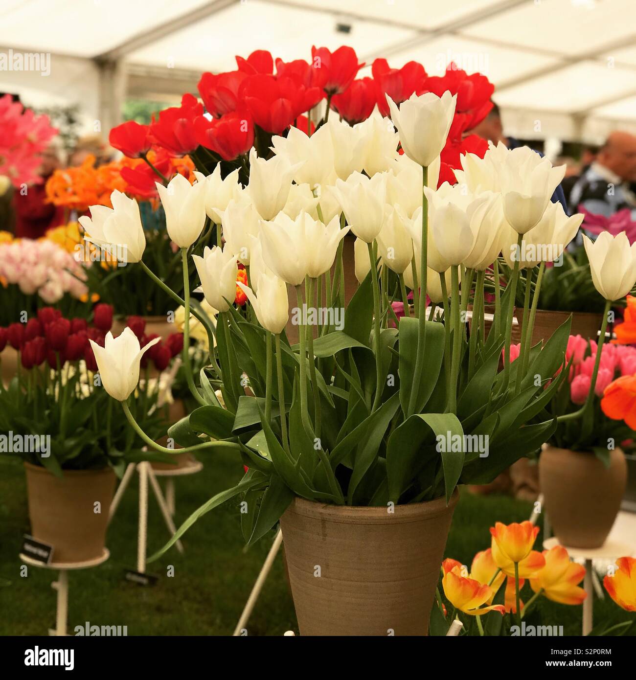 Rhs malvern show hi-res stock photography and images - Alamy