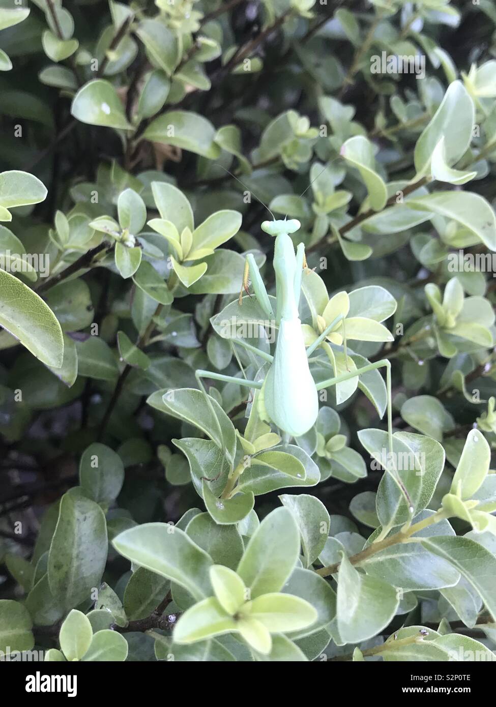 Hidden stick insect hi-res stock photography and images - Alamy