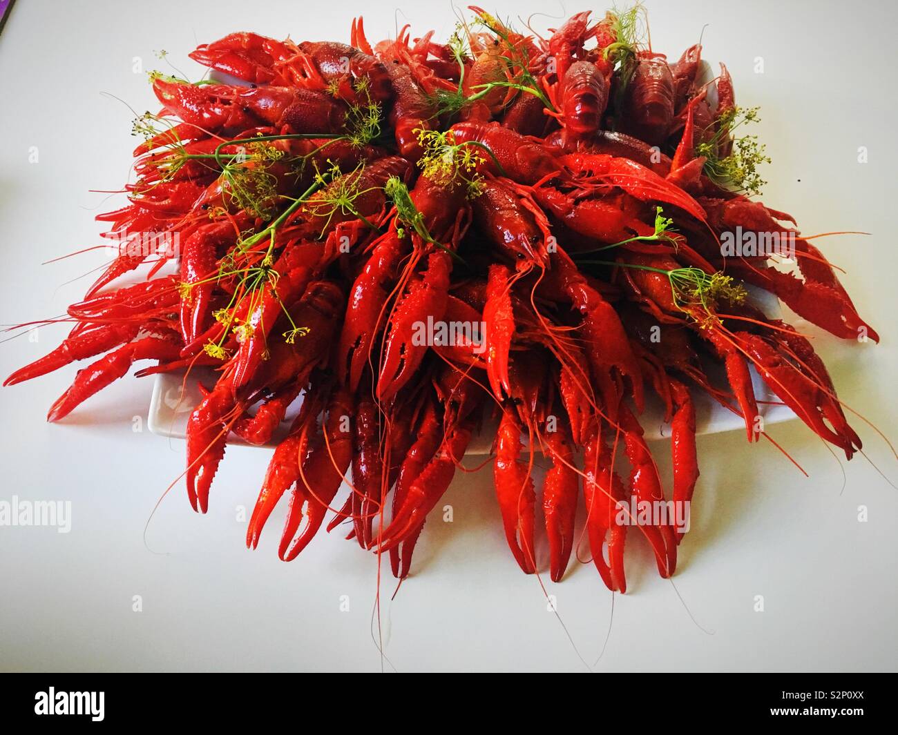 Crayfish for midsummer celebrations in Sweden Stock Photo - Alamy