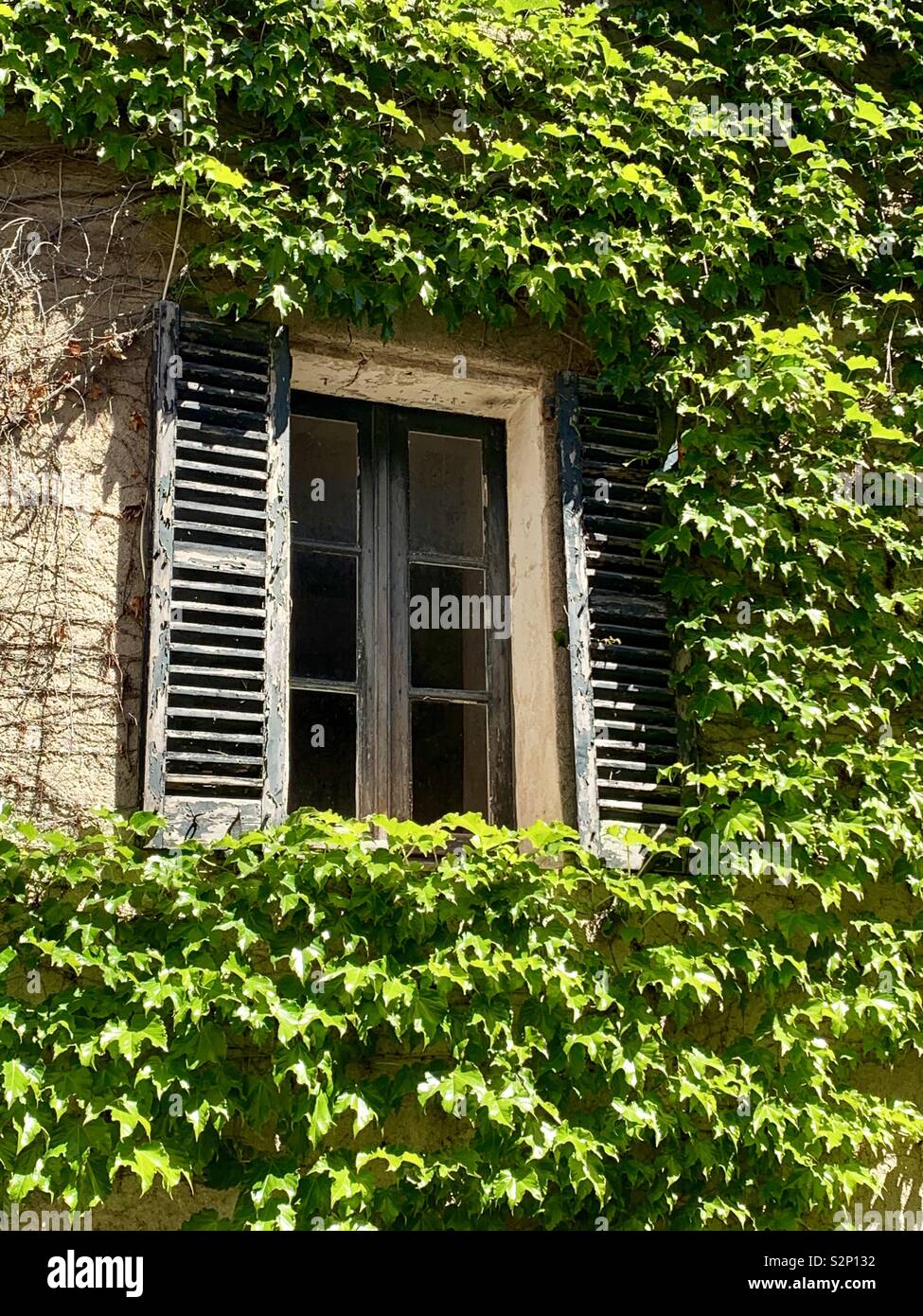 Ivy around a window in southern France Stock Photo - Alamy