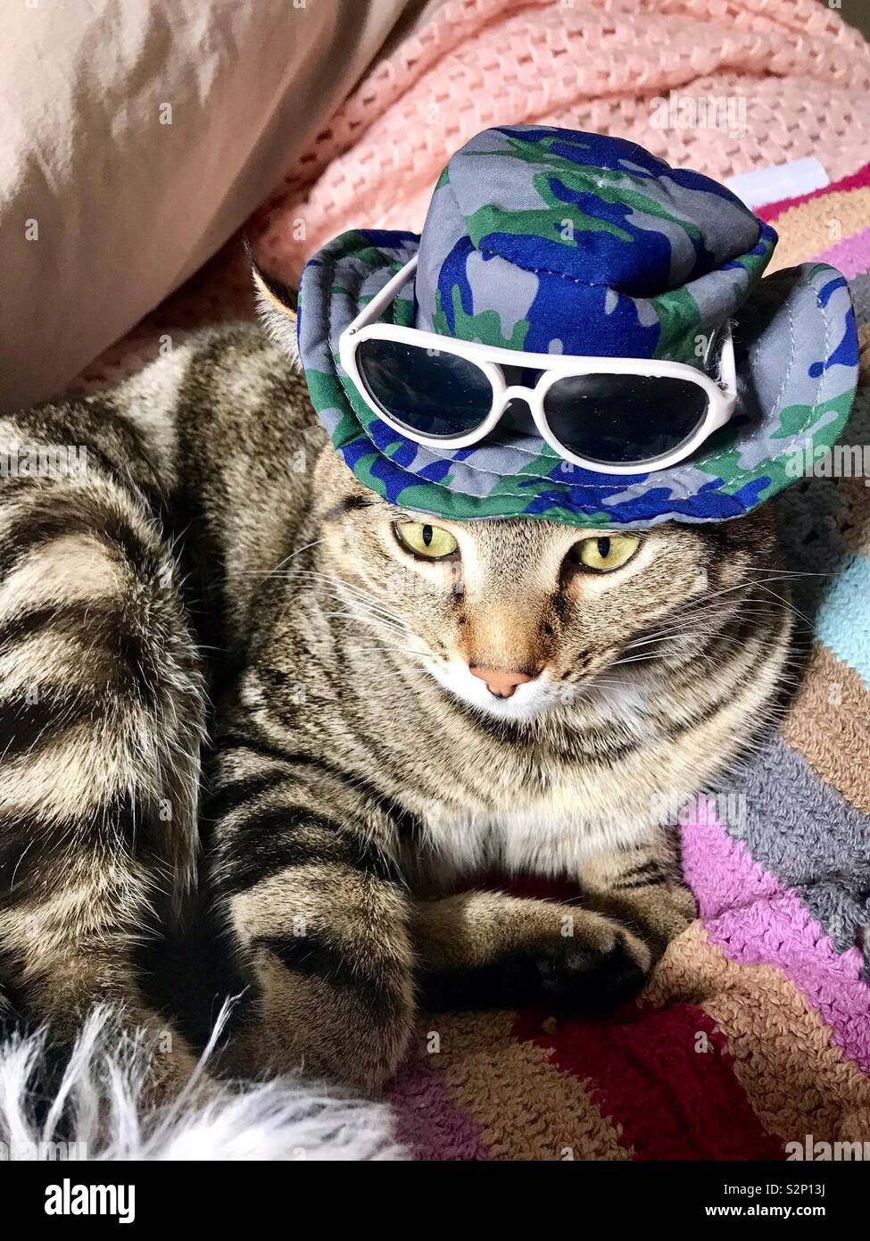Cat in a Hat Stock Photo - Alamy