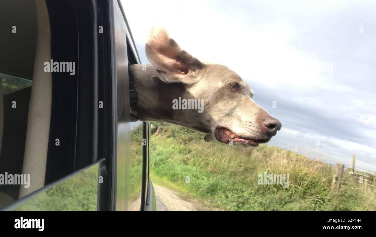 Flyingdog hi-res stock photography and images - Alamy