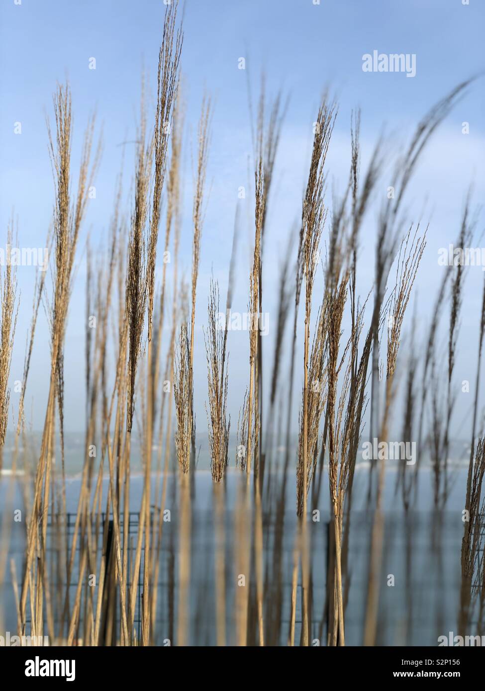 Tall reeds and grass hi-res stock photography and images - Alamy