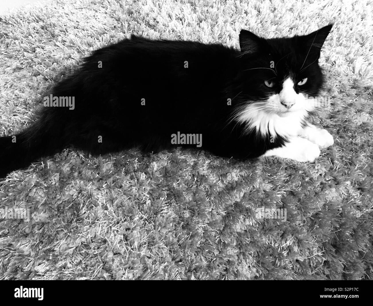 Chat noir hi-res stock photography and images - Alamy