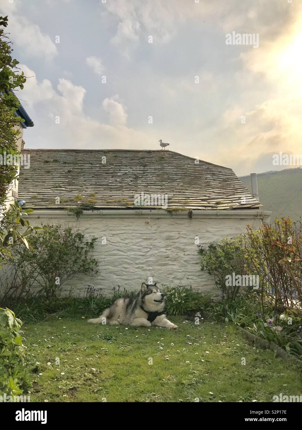 Dog and seagull in Cornish cottage garden Stock Photo - Alamy