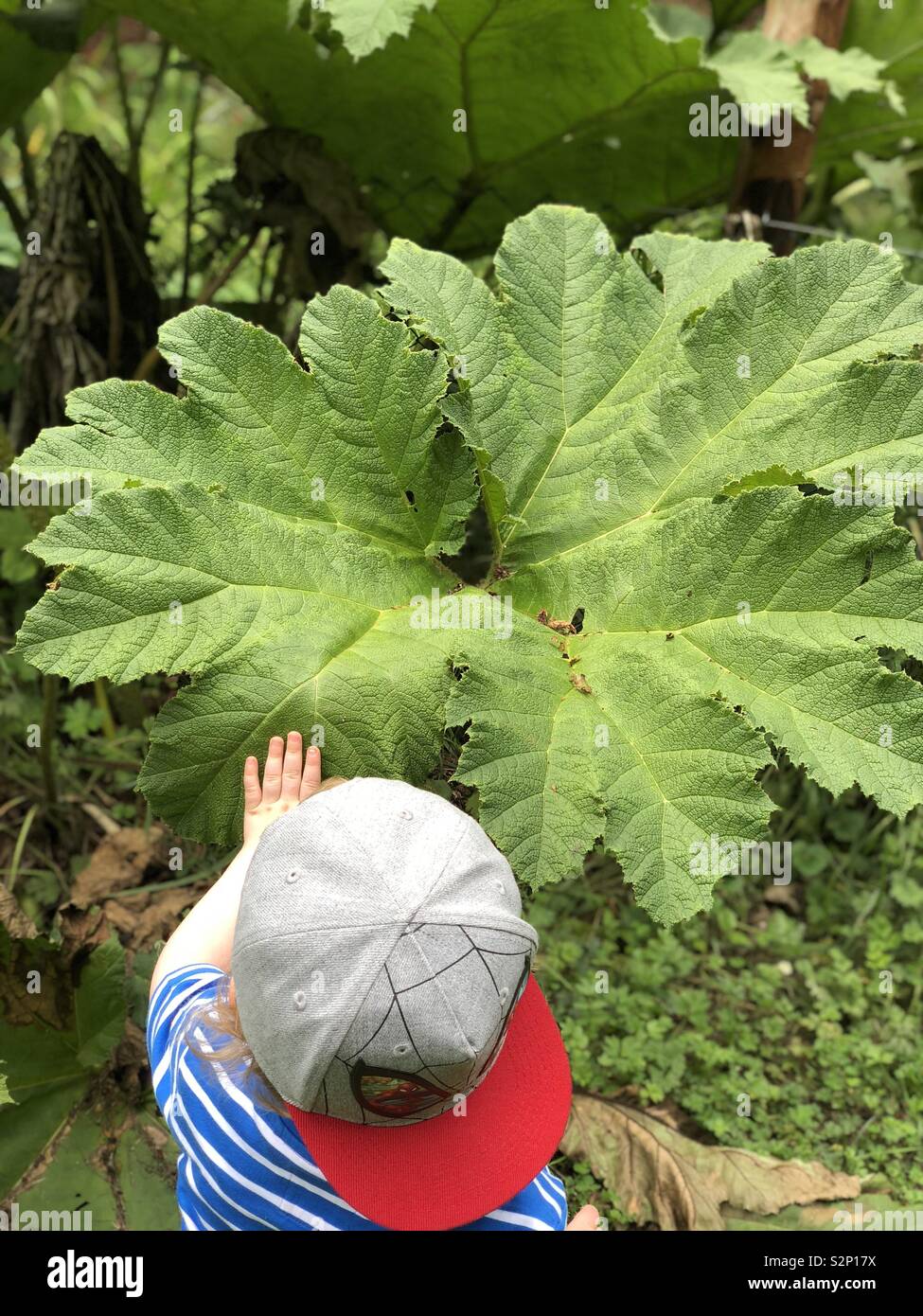 Giant leaf hi-res stock photography and images - Alamy