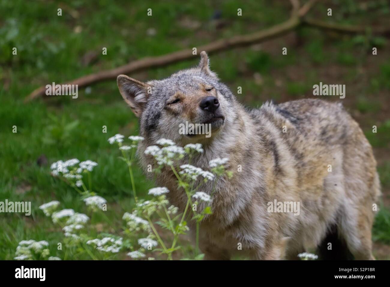 Spring wolf hi-res stock photography and images - Alamy